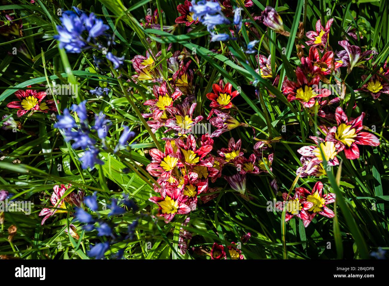 Flower field in christchurch botanic gardens hi-res stock photography ...