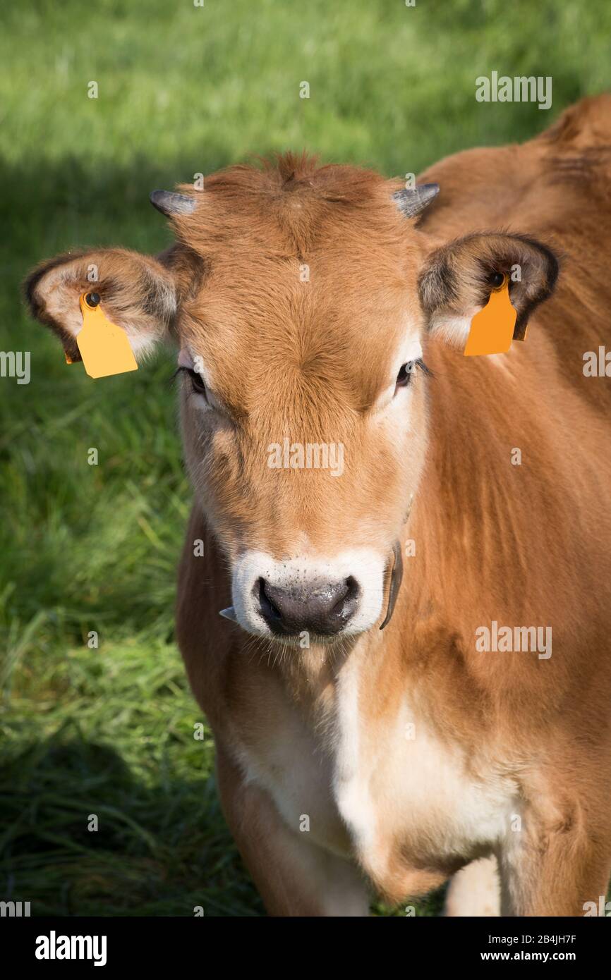 Little brown cow hi-res stock photography and images - Alamy