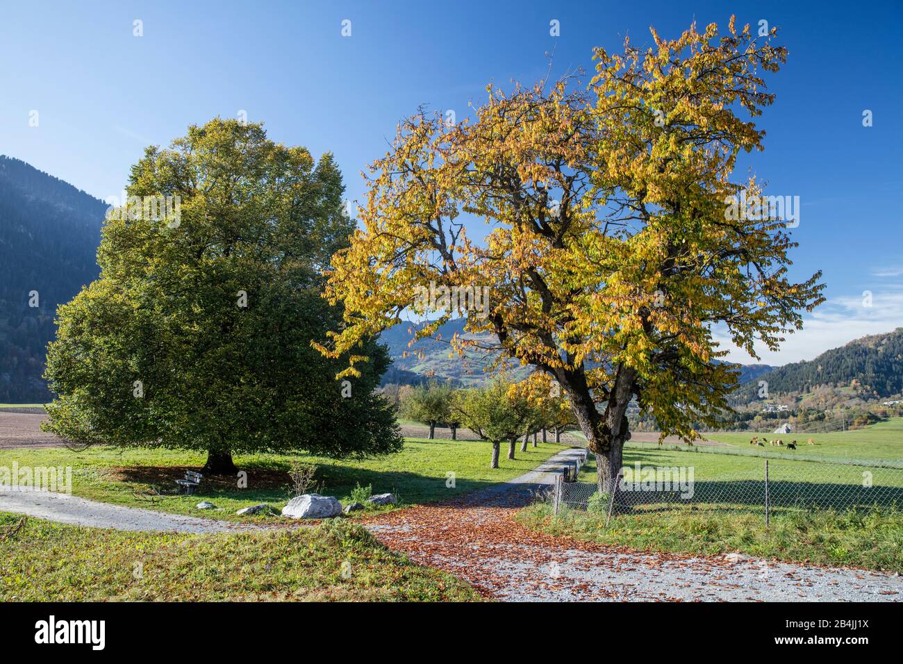 Say, tree, yellow leaves, hiking trail, path, blue sky Stock Photo - Alamy