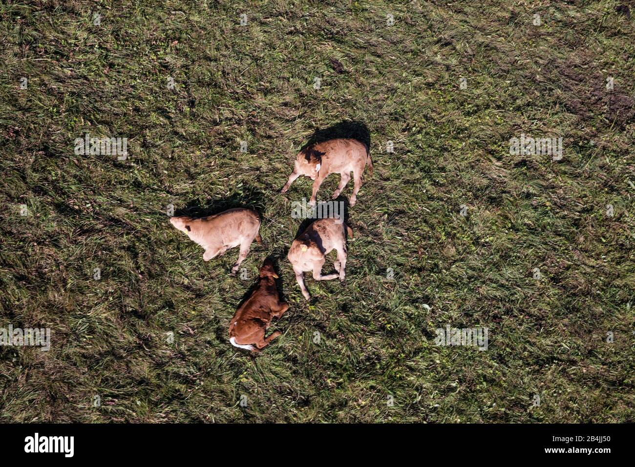 4 calves, calf, cow, resting, sleeping, lying, alpine, Alps mountains ...