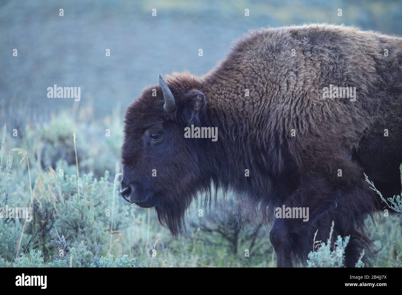 Wild American bison in the early morning of the Lamar Valley in ...