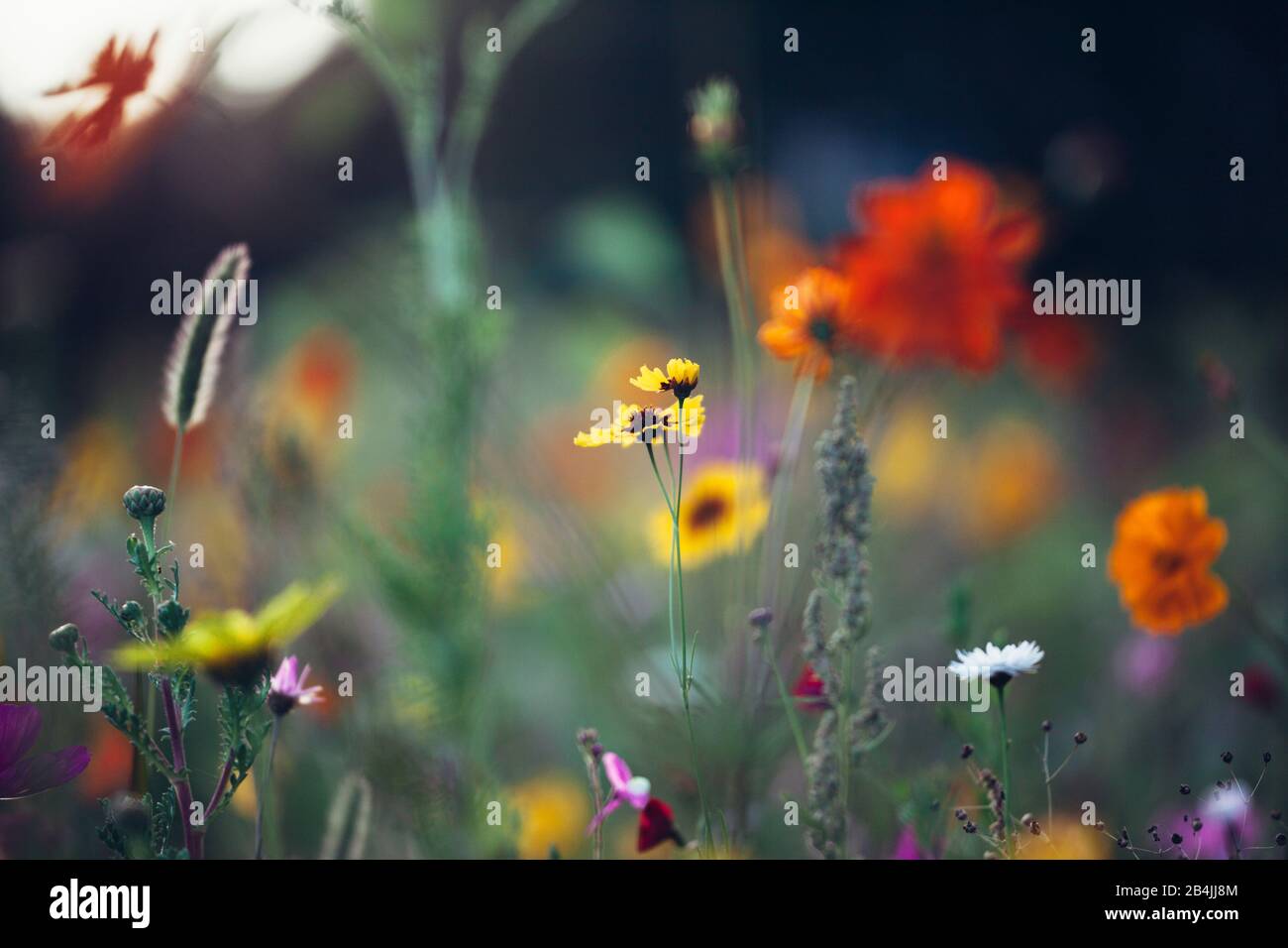 Colorful flower meadow, close-up Stock Photo - Alamy