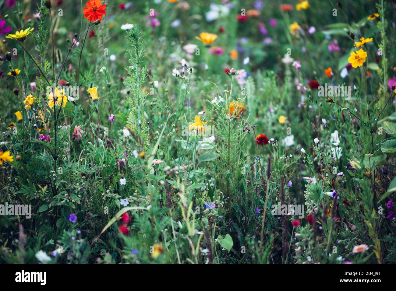 Colorful flower meadow hi-res stock photography and images - Alamy