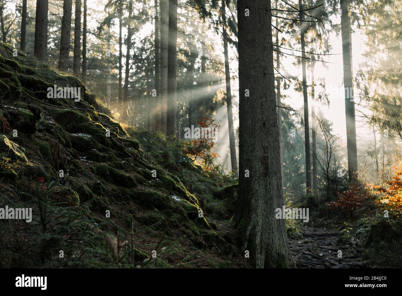 Sunbeams in woods hi-res stock photography and images - Alamy