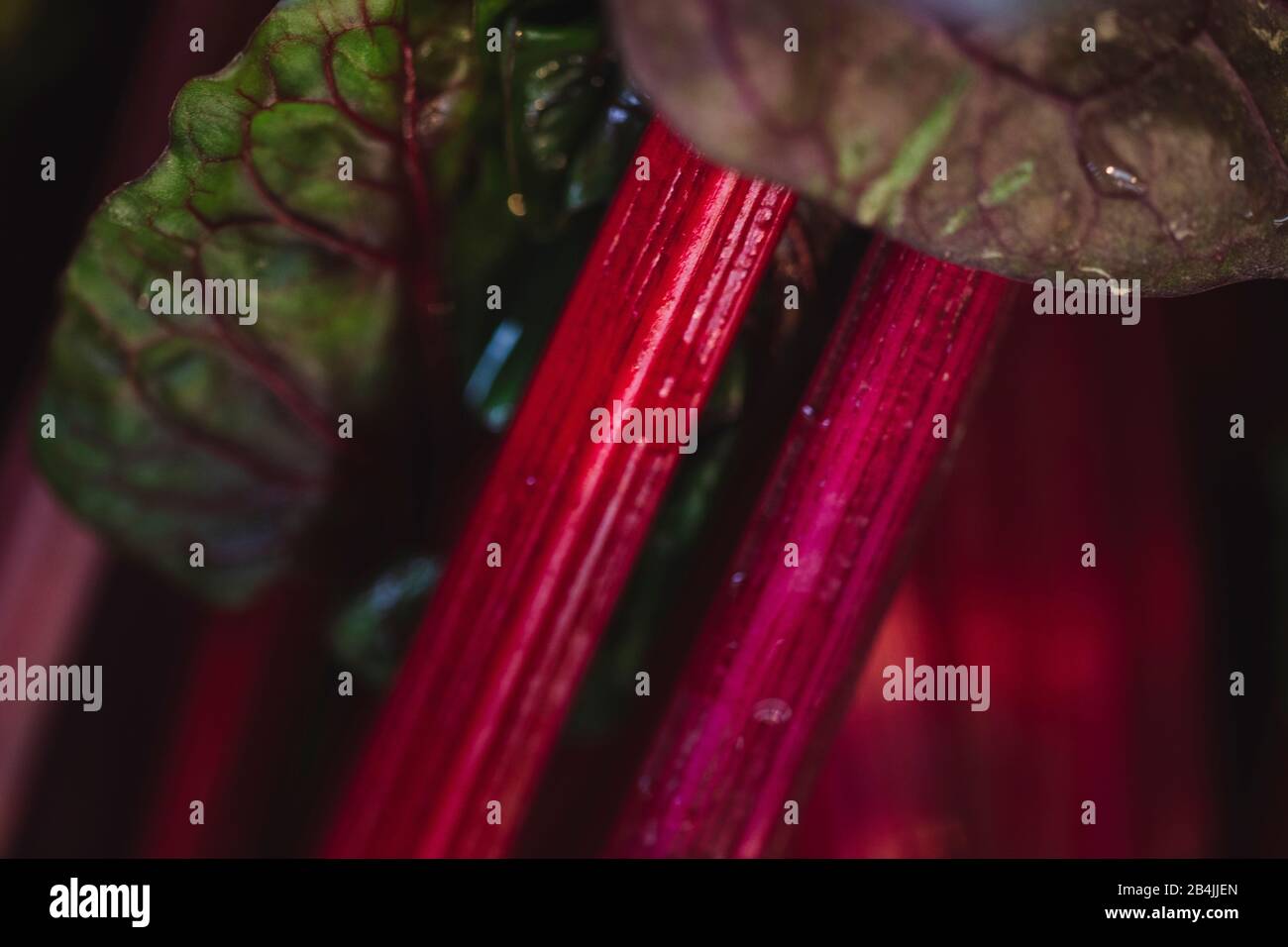 Rhubarb poles hi-res stock photography and images - Alamy