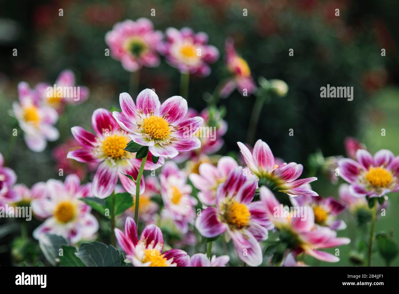 Pink blooming dahlias in flower meadow, dahlia Stock Photo - Alamy