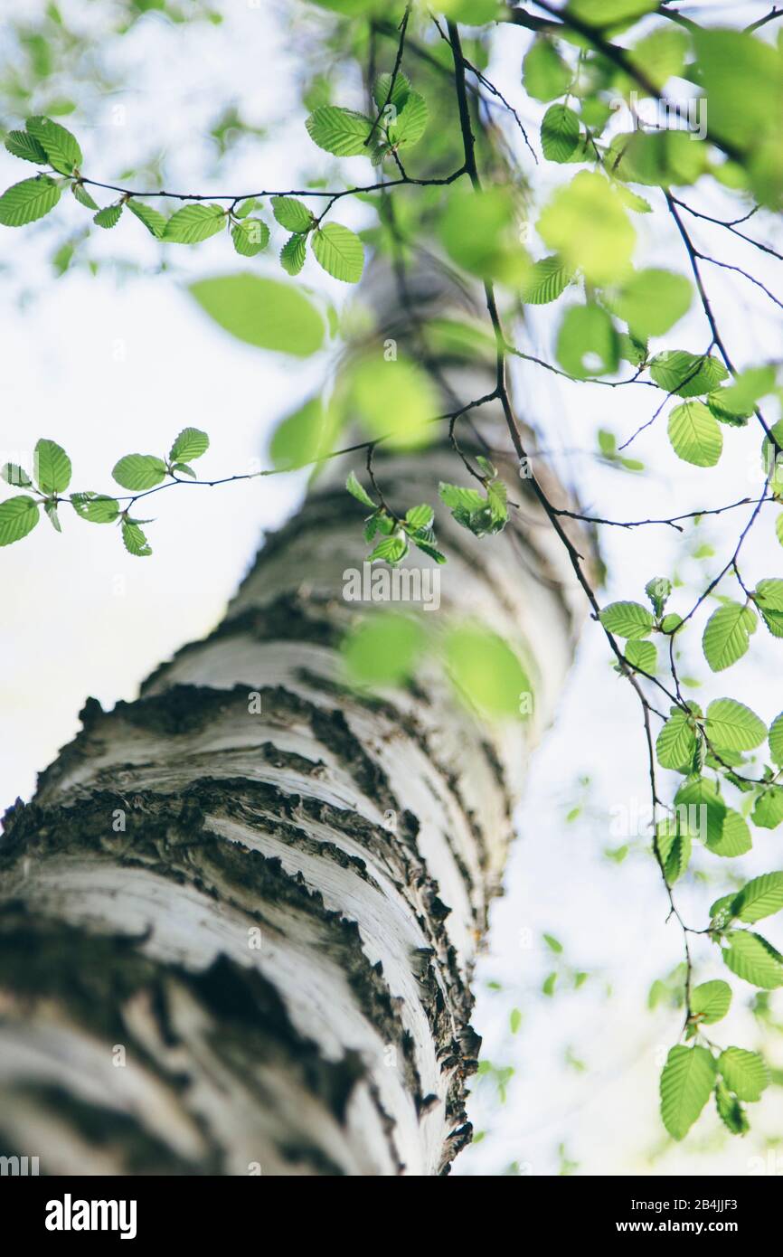Birch trunk hi-res stock photography and images - Alamy