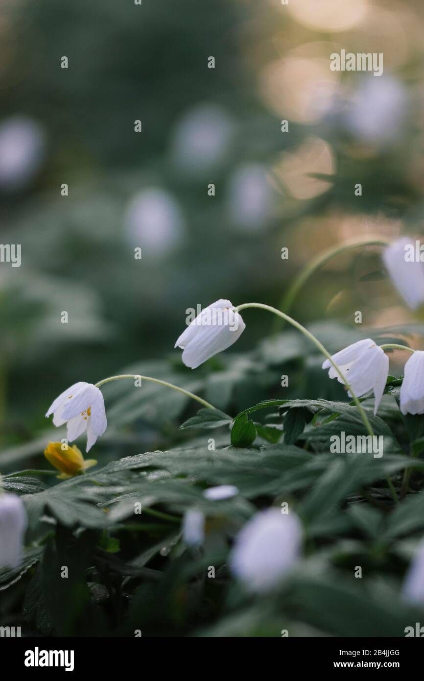 Wood anemone in the forest, Anemone nemorosa, close-up Stock Photo - Alamy