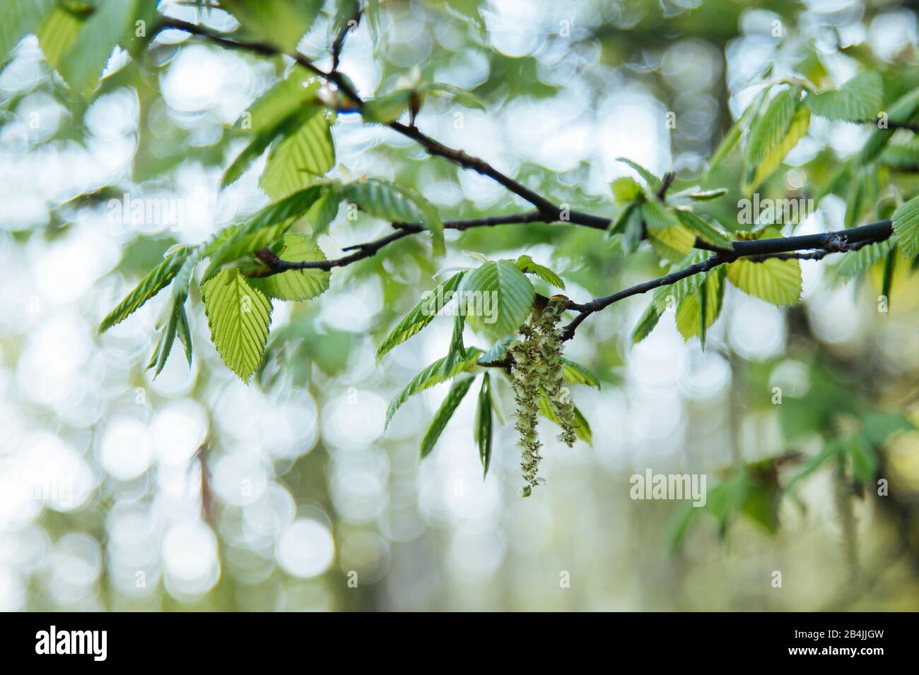 Birch flowers hi-res stock photography and images - Alamy