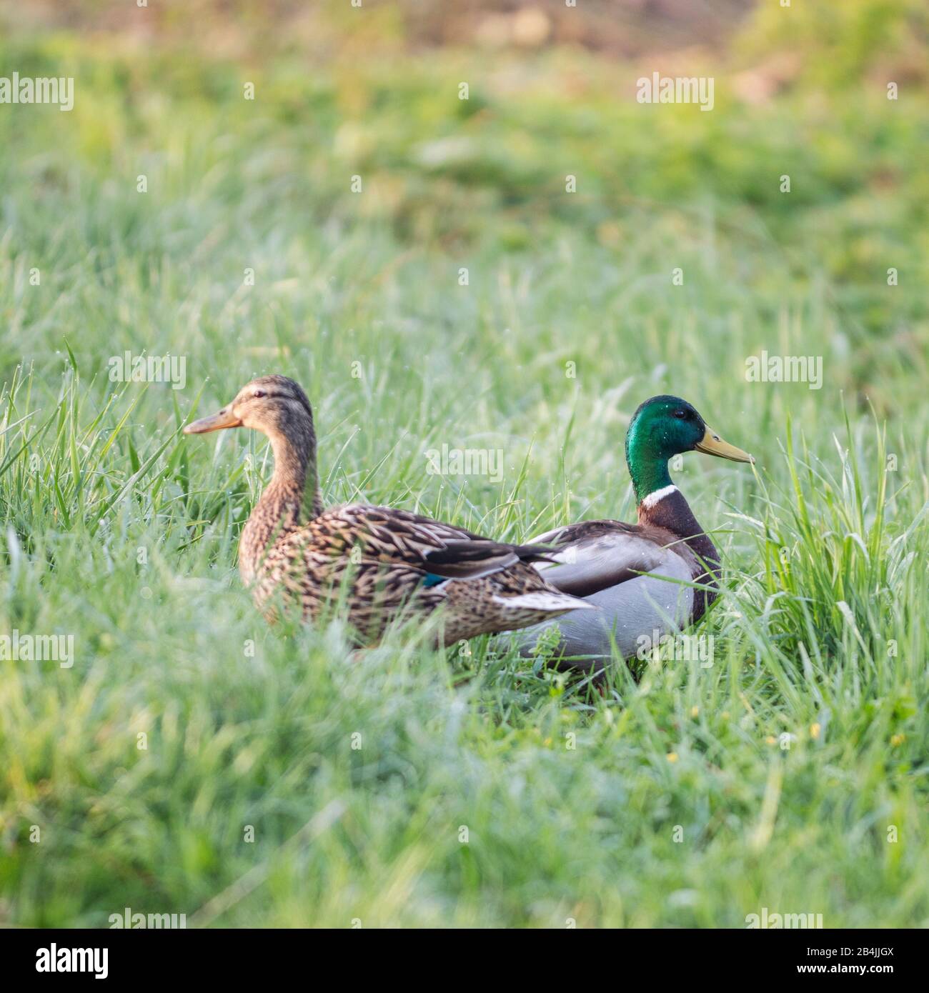 Mallard duck couple hi-res stock photography and images - Alamy