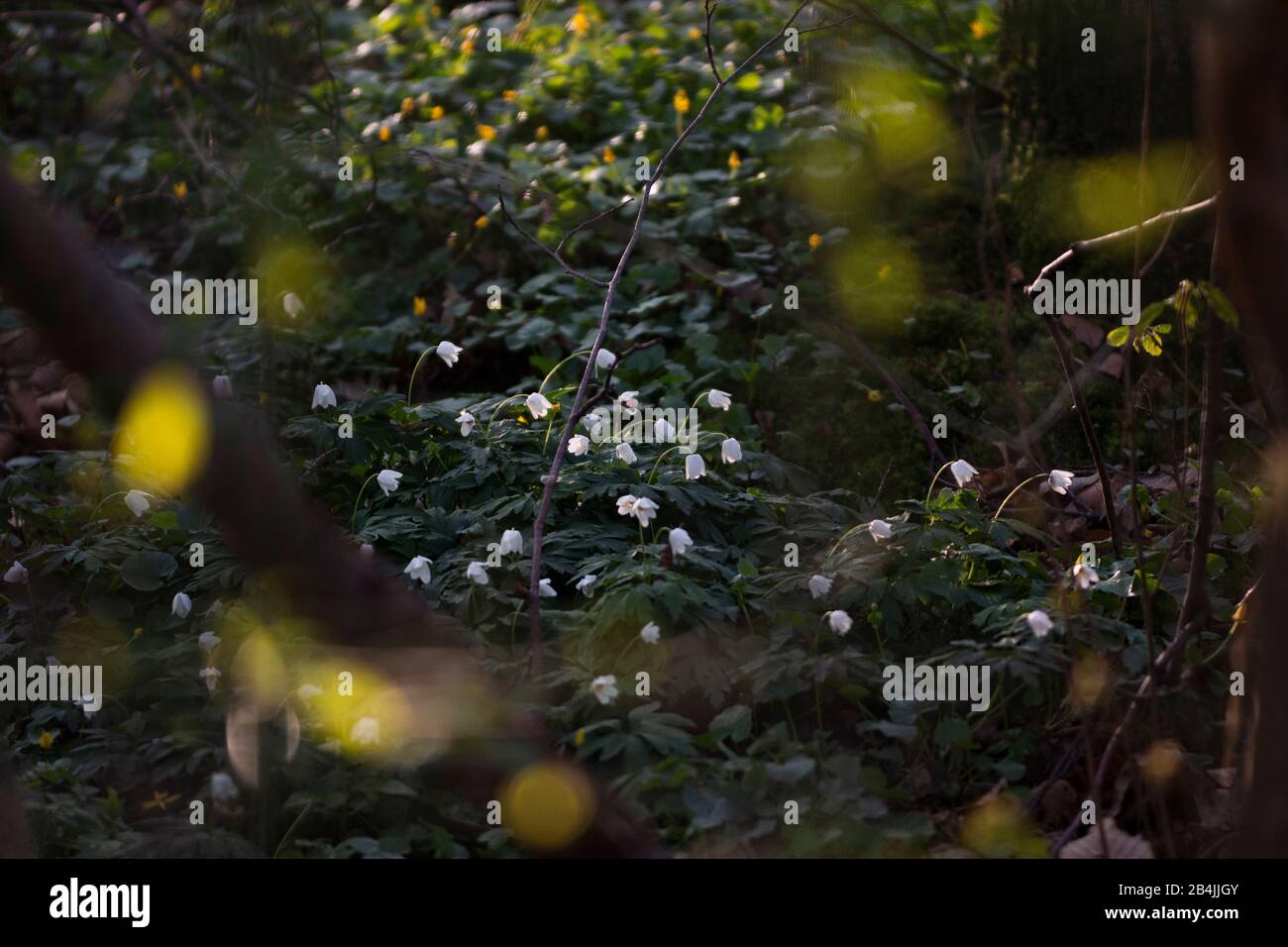 Wood anemone in the forest, Anemone nemorosa, close-up Stock Photo - Alamy