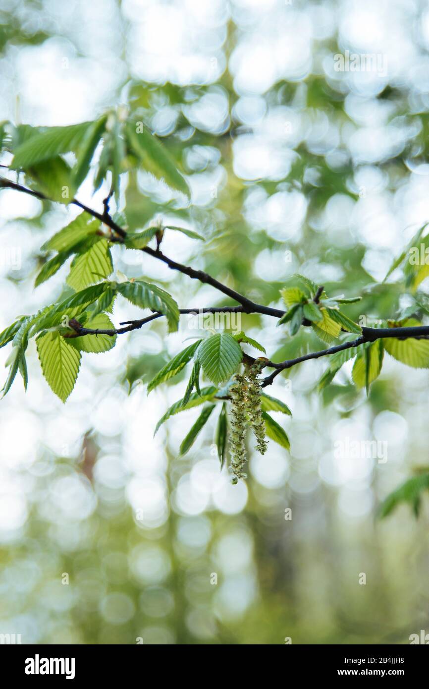 Birch flowers hi-res stock photography and images - Alamy