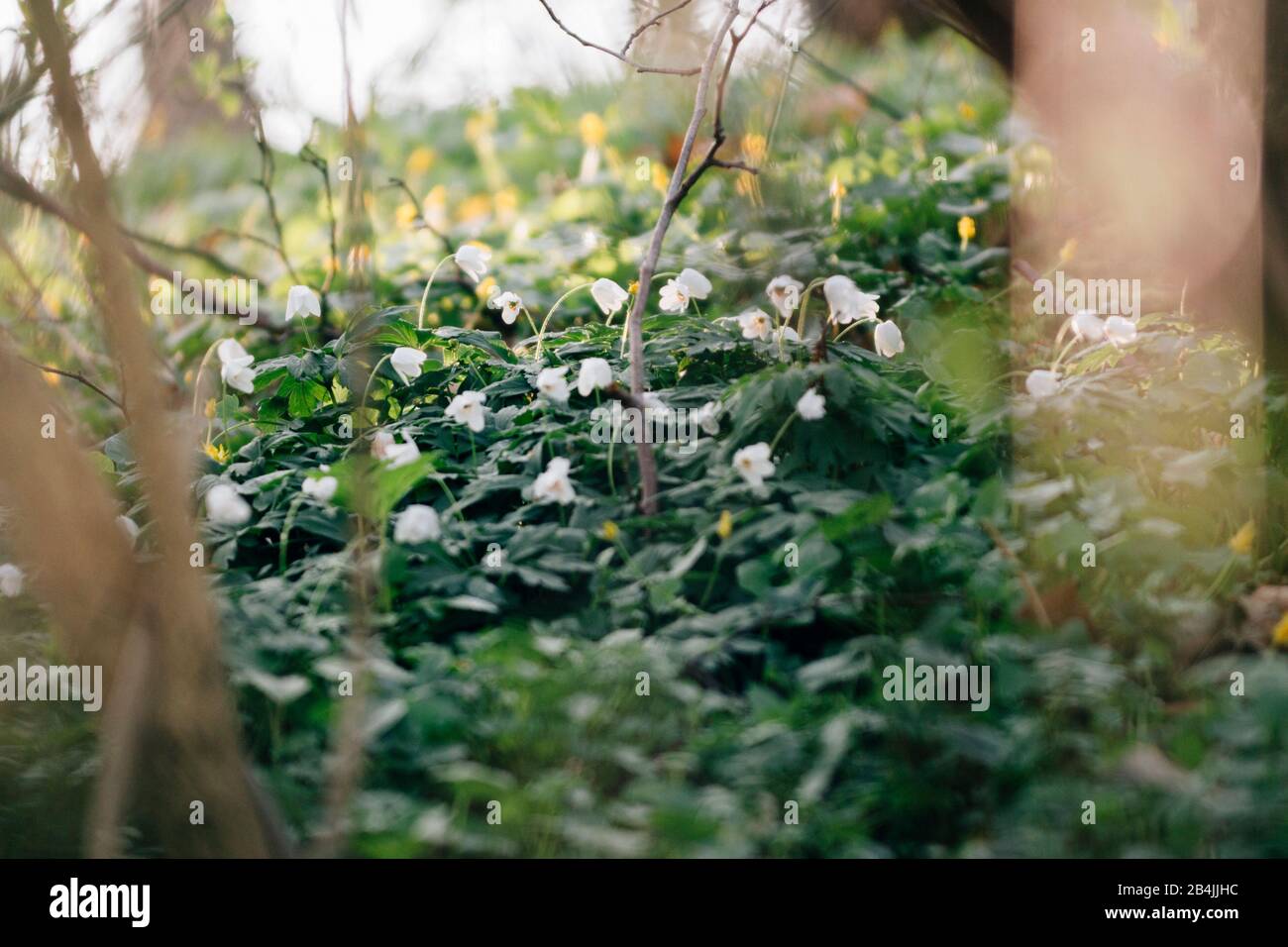 Wood anemone in the forest, Anemone nemorosa, close-up Stock Photo - Alamy