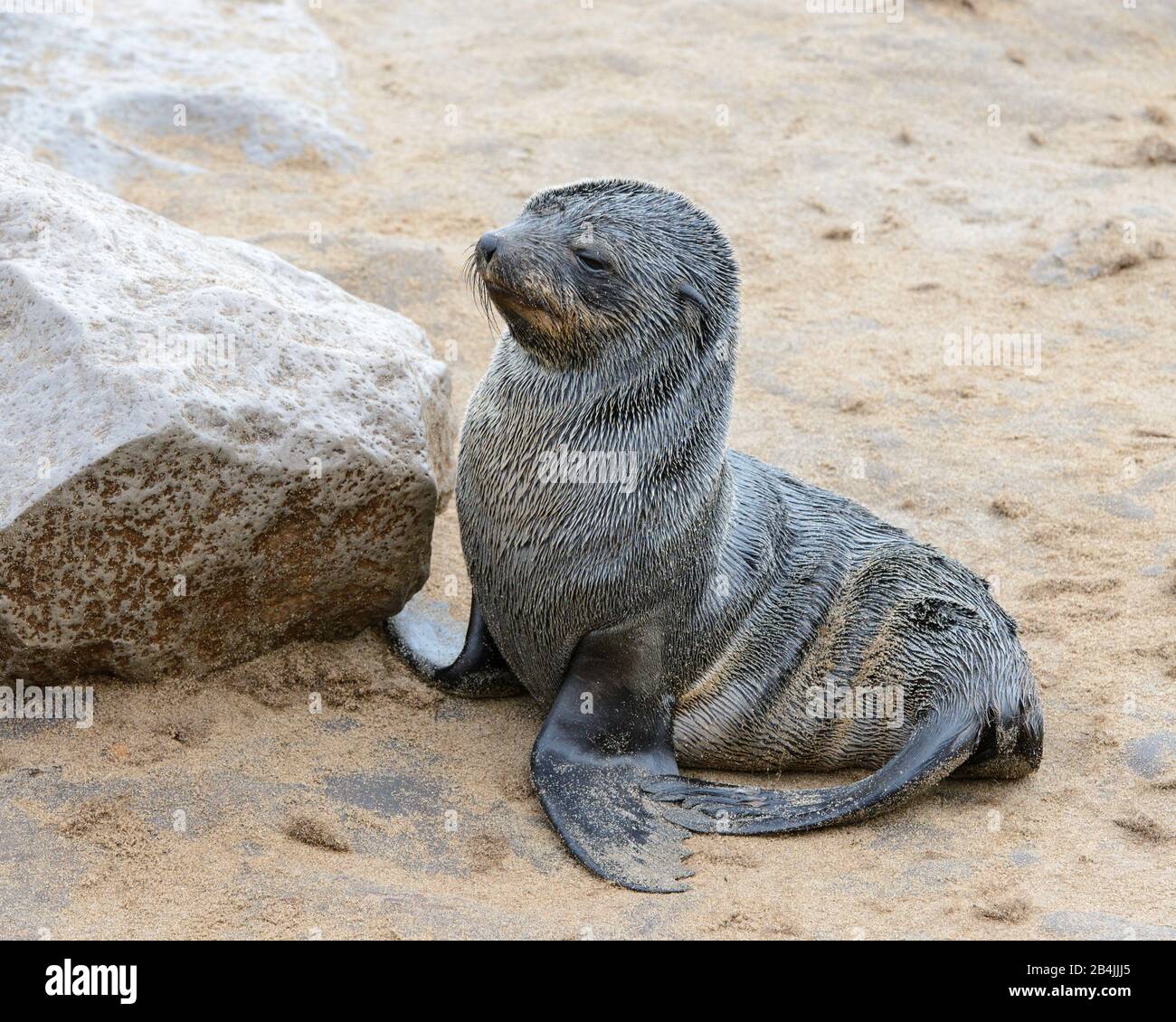 Mammal skeleton hi-res stock photography and images - Alamy