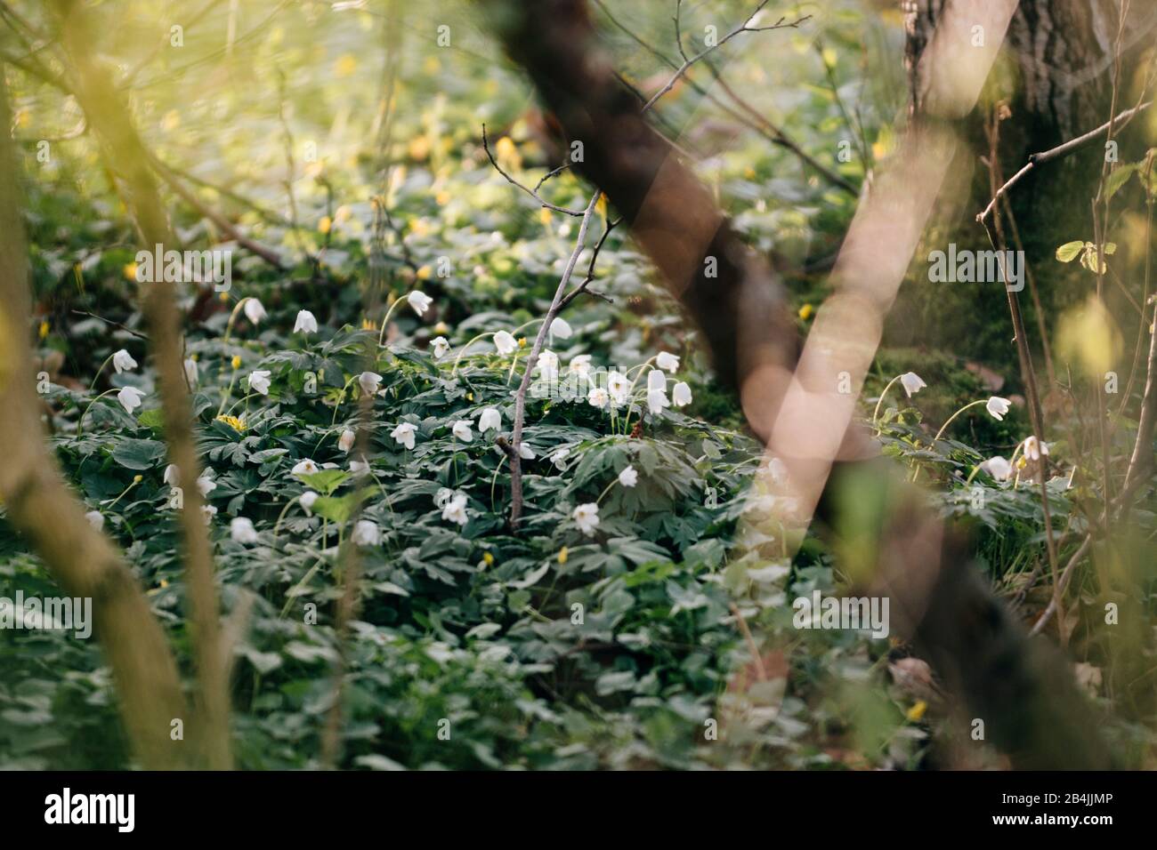 Wood anemone in the forest, Anemone nemorosa, close-up Stock Photo - Alamy