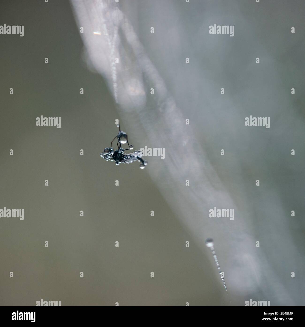 Spider hanging on the web hi-res stock photography and images - Alamy