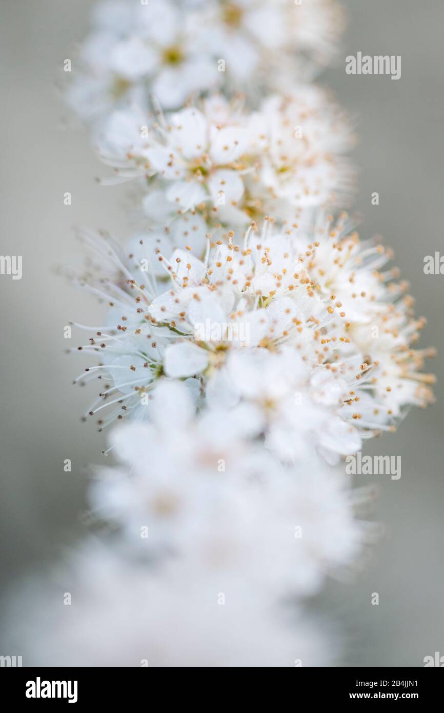 White flowers branch hi-res stock photography and images - Alamy