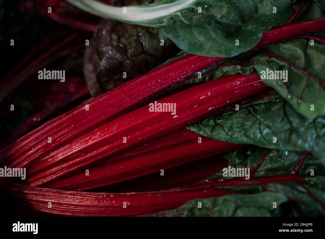 Rhubarb poles hi-res stock photography and images - Alamy