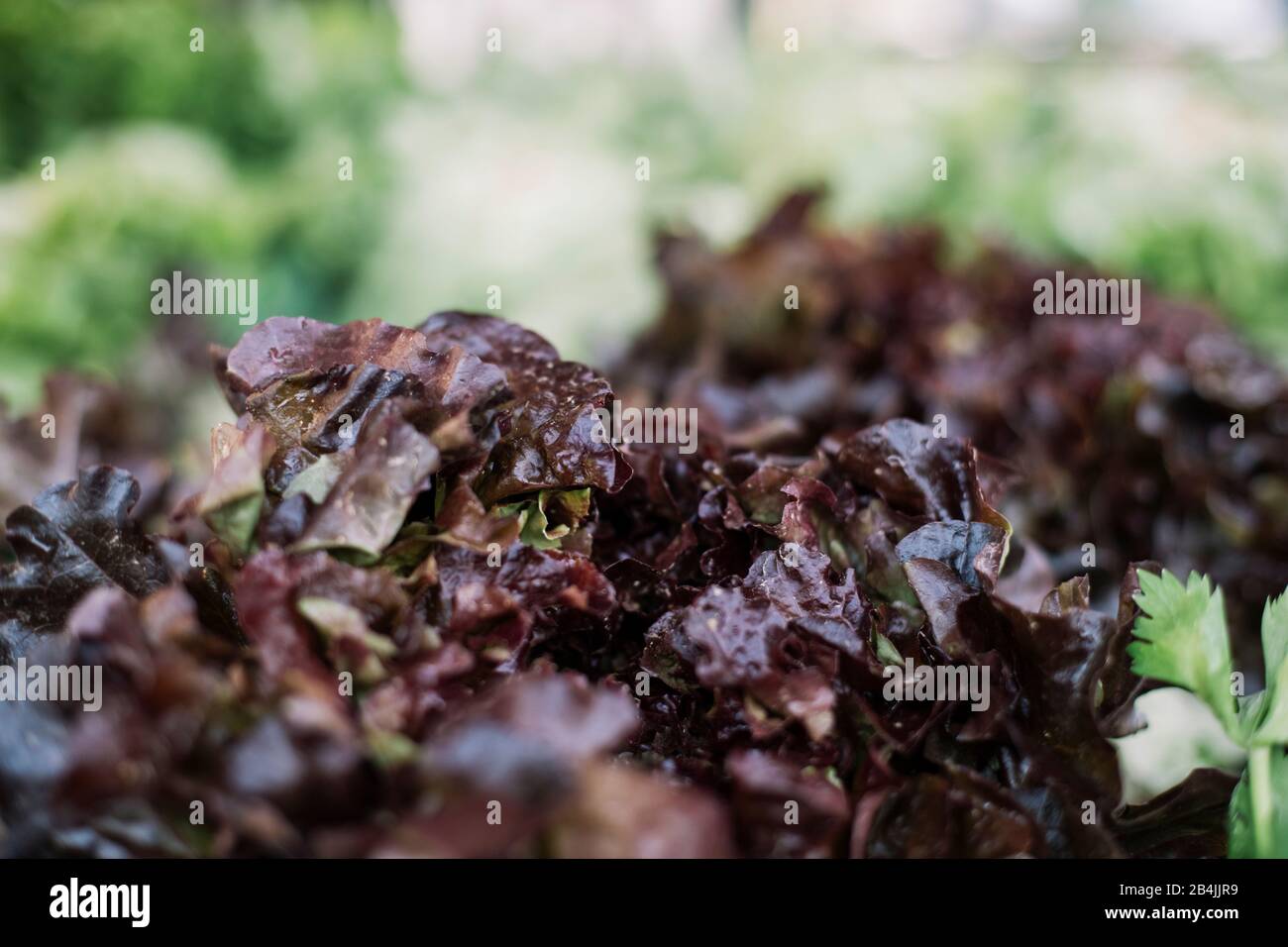 Oak leaf salad hi-res stock photography and images - Alamy