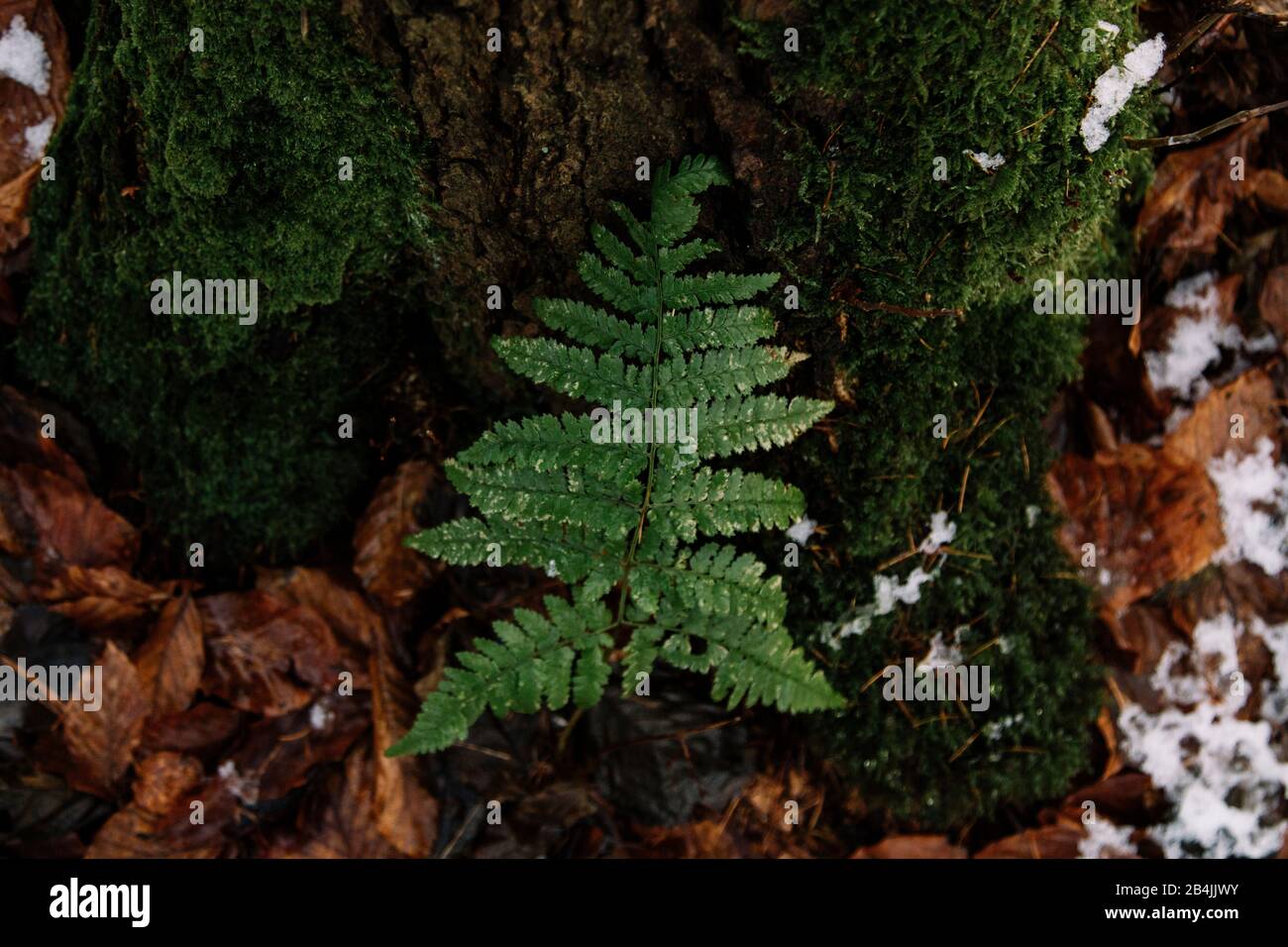 Winter ferns hi-res stock photography and images - Alamy