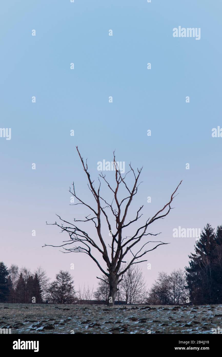 Bare tree in winter Stock Photo - Alamy