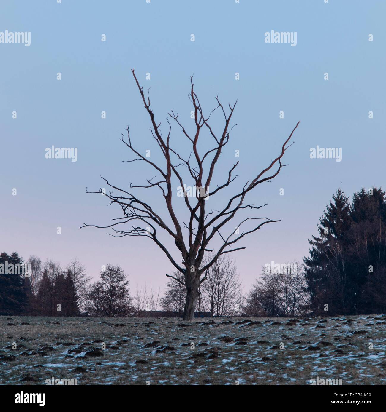 Bare tree in winter Stock Photo - Alamy