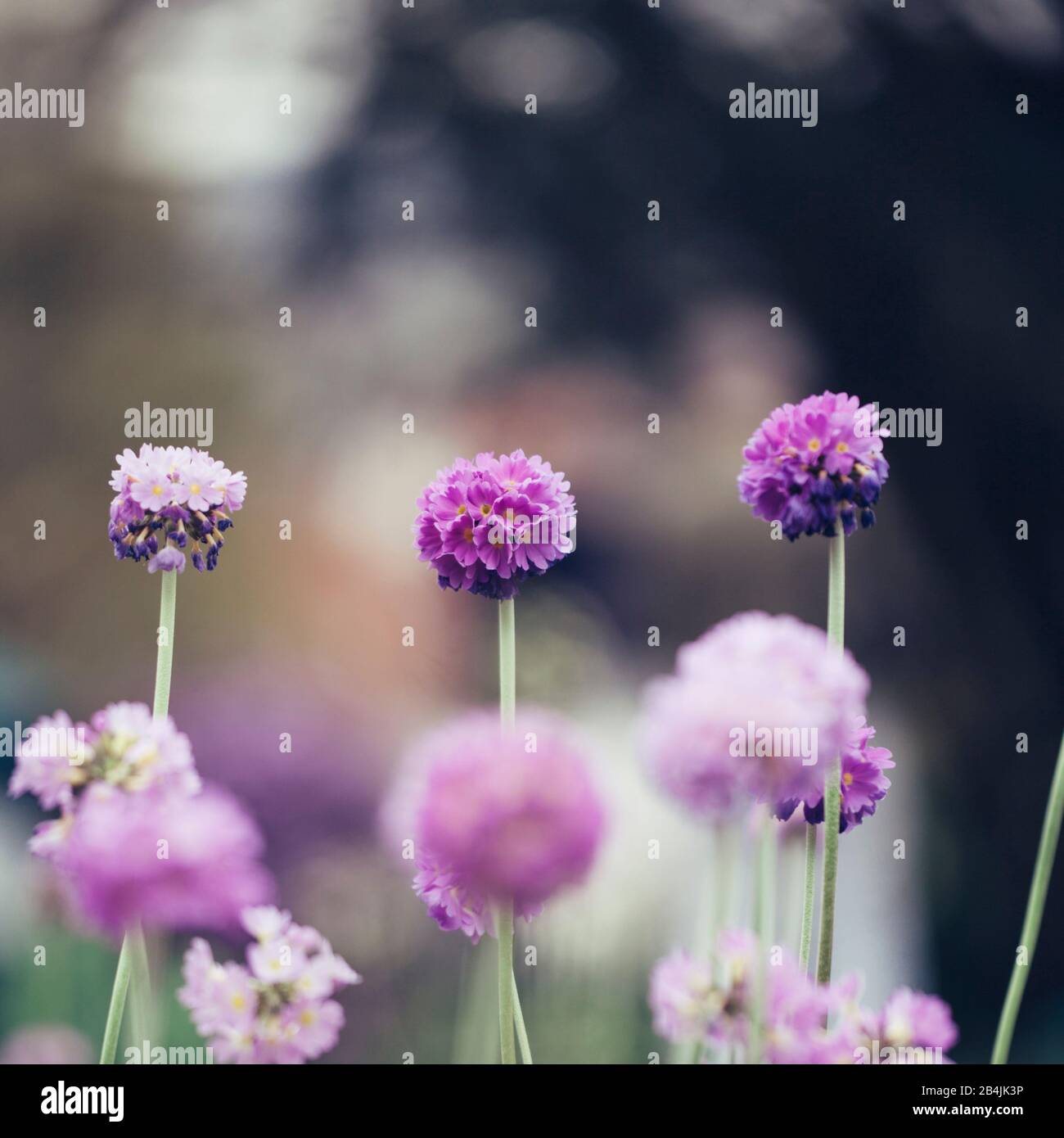 Primula reticulata hi-res stock photography and images - Alamy