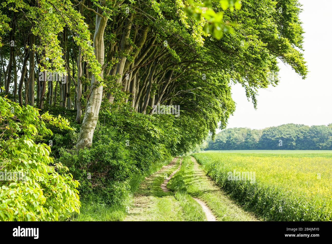 Baltic Sea, Rügen, Cape Arkona, Buchenwald, coastal path Stock Photo ...