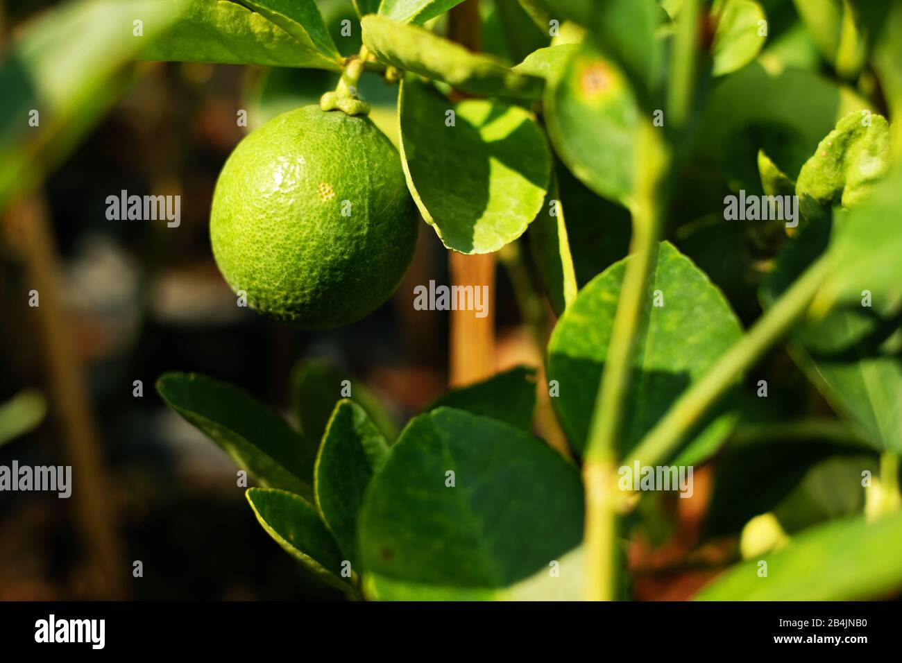 Green lemon fruit hanging with stem Stock Photo - Alamy