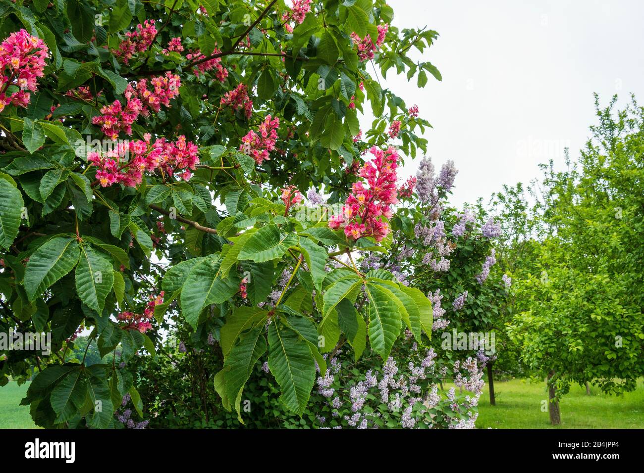 Flowering chestnut tree hi-res stock photography and images - Alamy