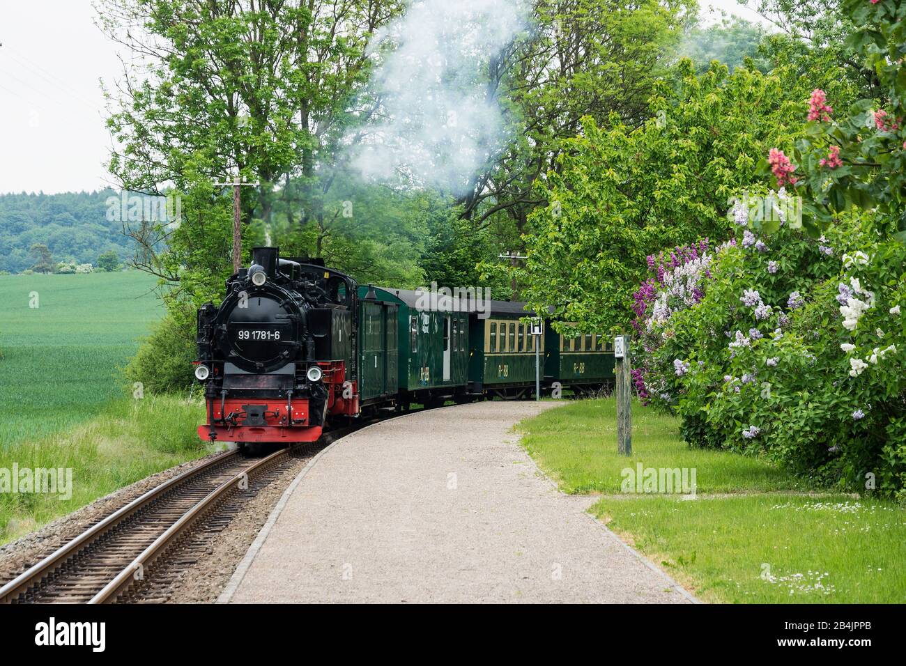 Rügen, peninsula Wanngut, narrow-gauge railway "Rasender Roland ...