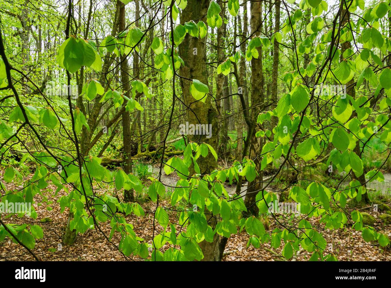 Darsswald hi-res stock photography and images - Alamy