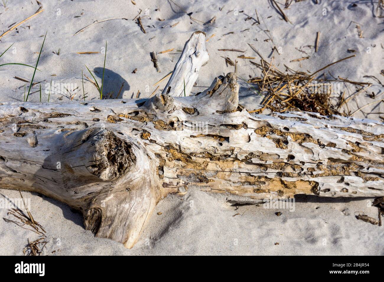 Baltic Sea, Vorpommersche Boddenlandschaft National Park, flotsam on ...