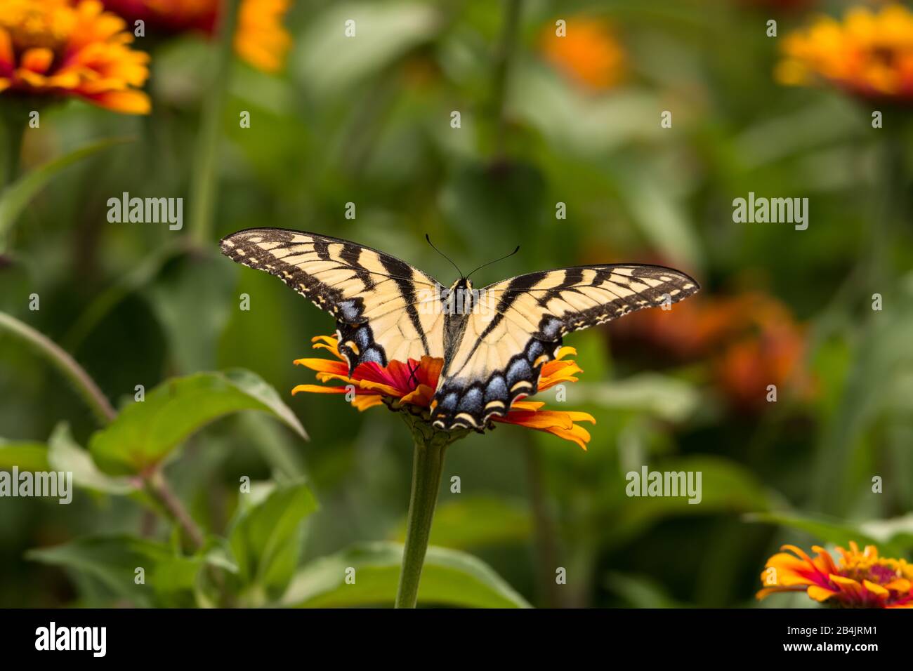 Yellow swallowtail butterfly hi-res stock photography and images - Alamy
