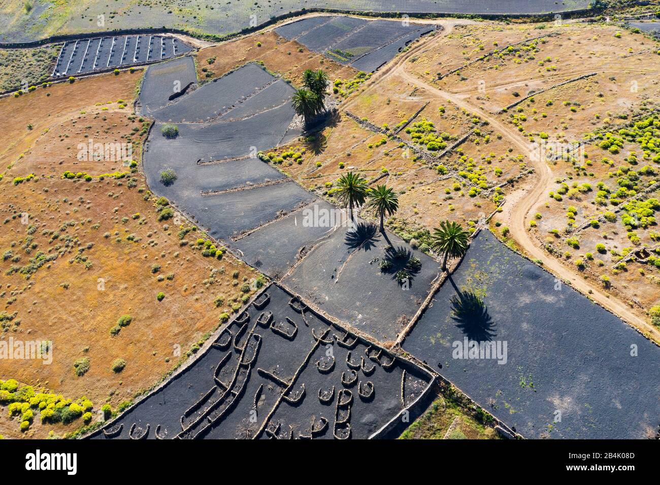 black fields with lavakies and palm trees in hilly landscape, at Haria ...