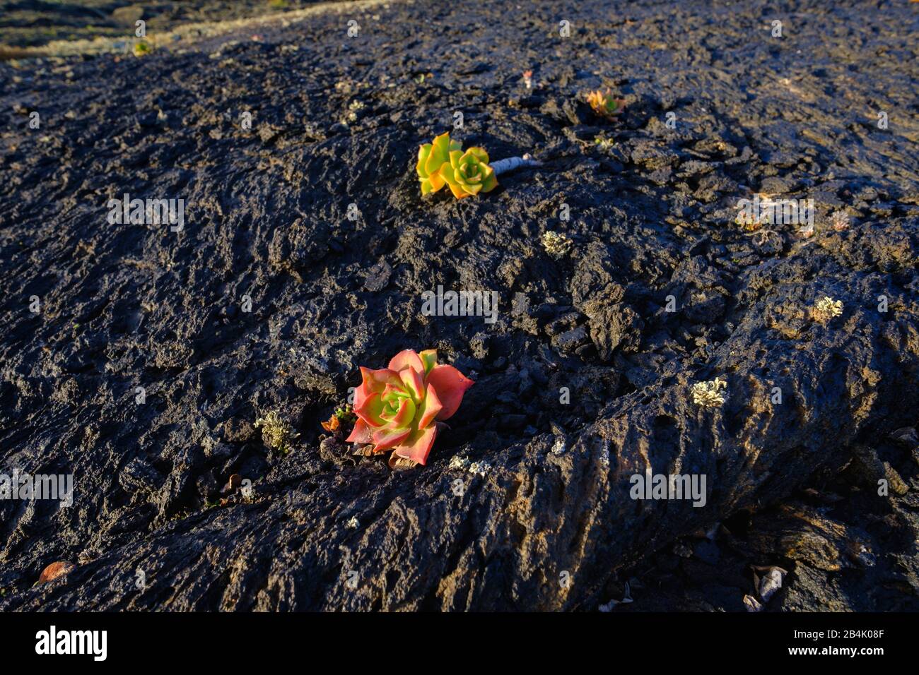Thick leafed plants hi-res stock photography and images - Alamy