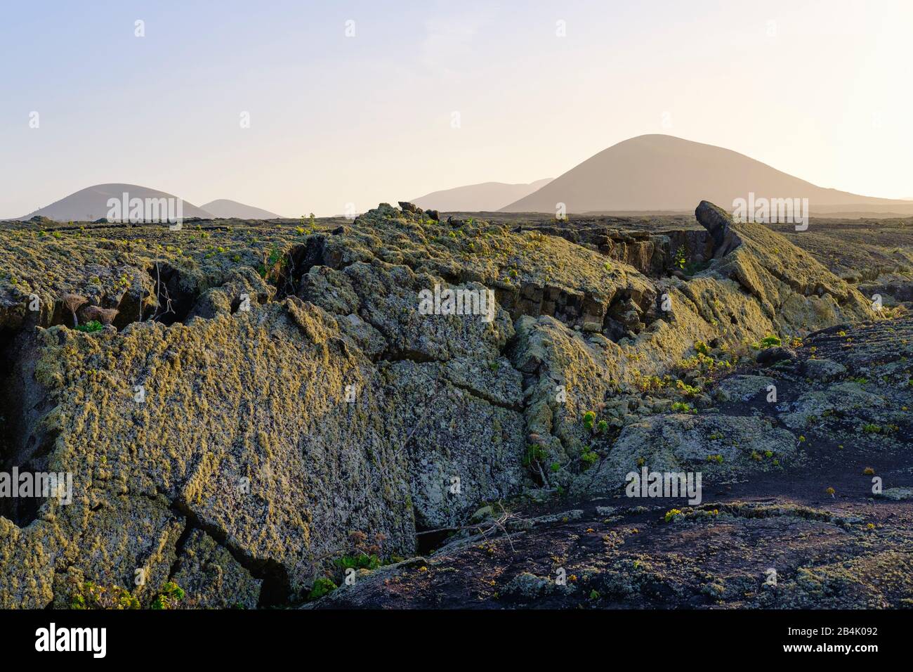 Lava field with lichen in the evening light hi-res stock photography ...
