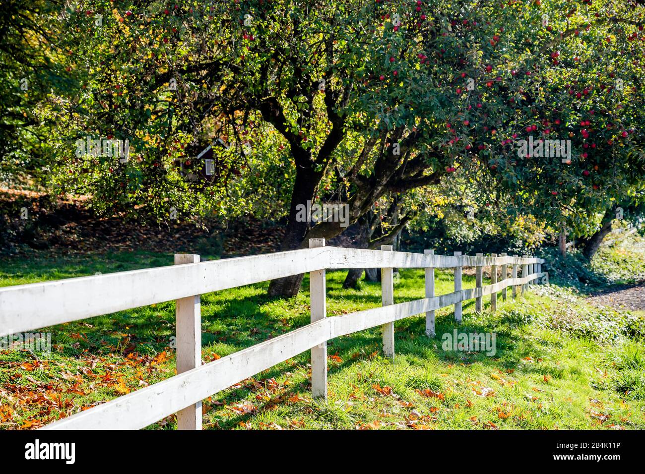 Autumn landscape of prolific apple tree with red apples in a garden ...