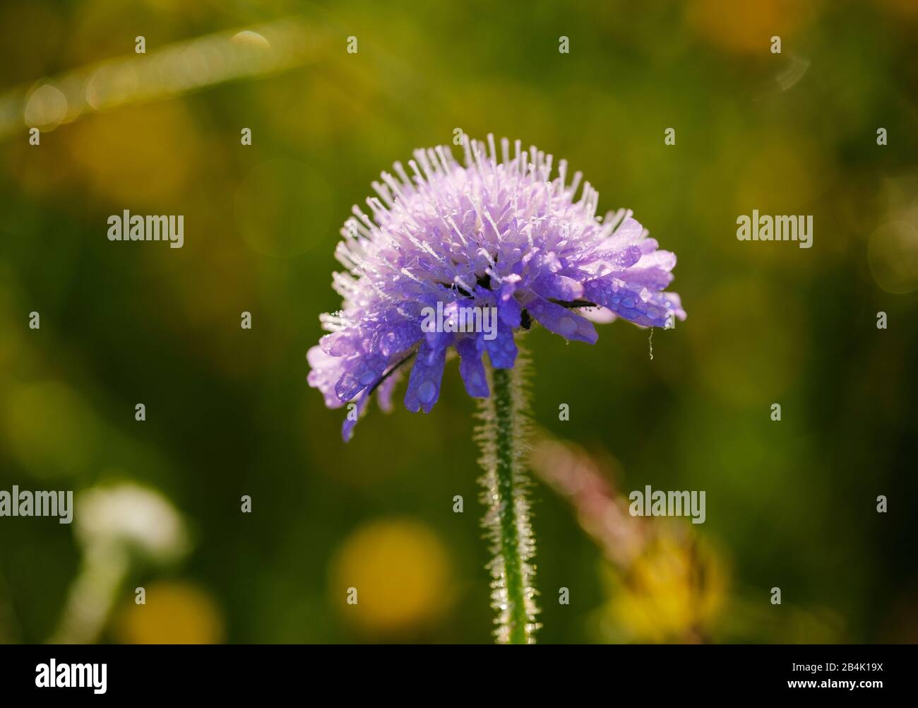 Widow flower hi-res stock photography and images - Alamy