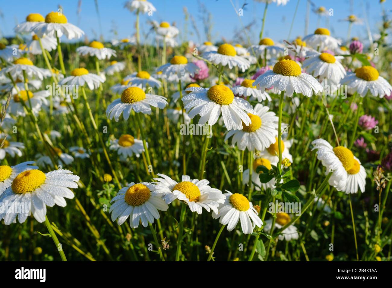 Daisies (Leucanthemum vulgare), nature reserve Isarmündung, Lower ...