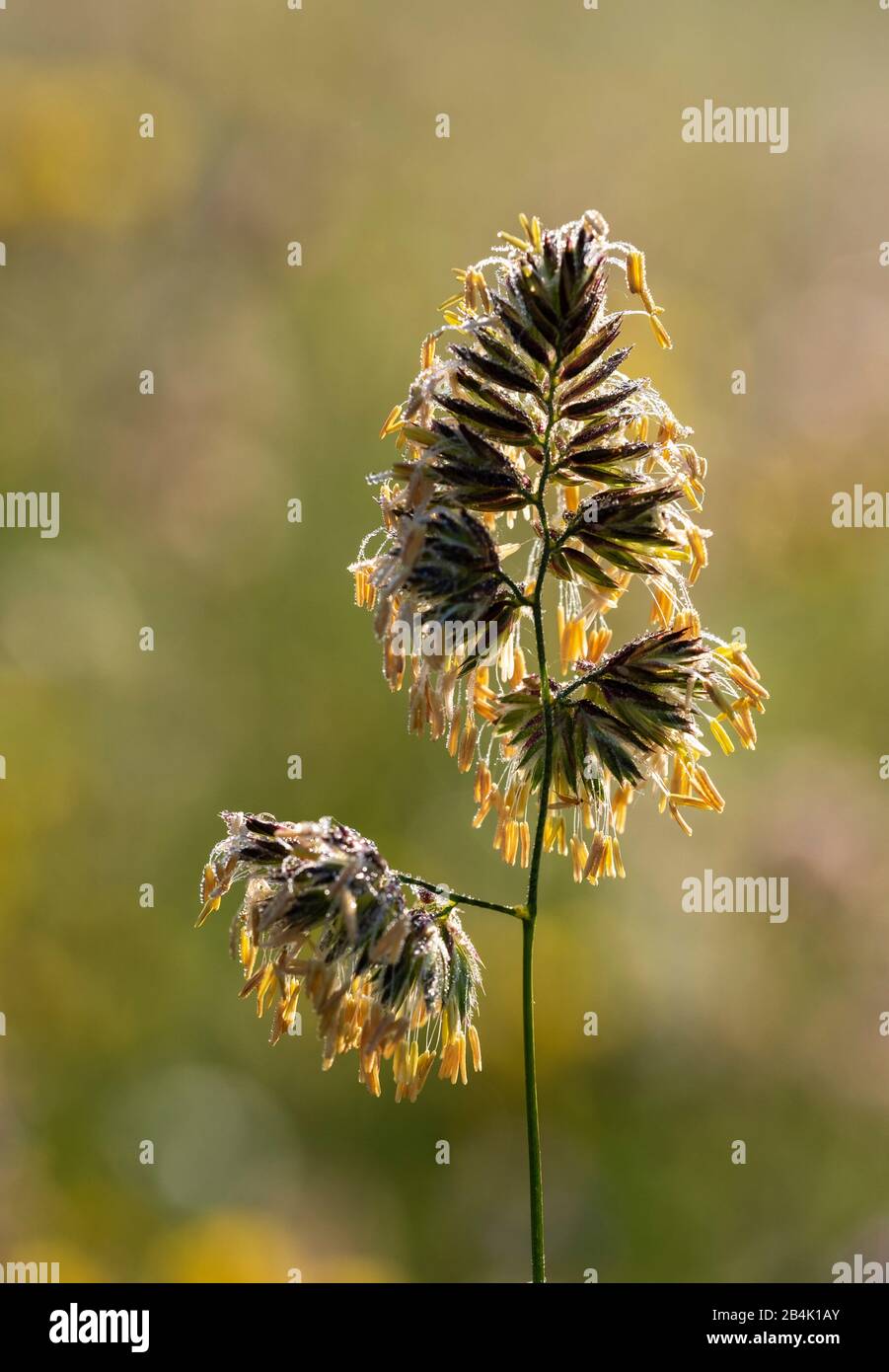 Inflorescence, Common ball grass (Dactylis glomerata), Lower Bavaria ...