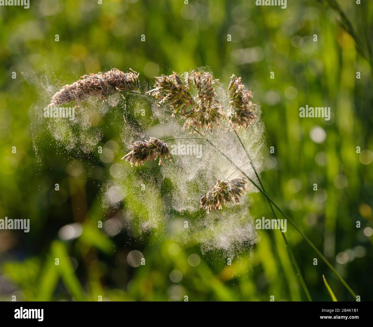 Common ball grass dactylis glomerata hi-res stock photography and ...