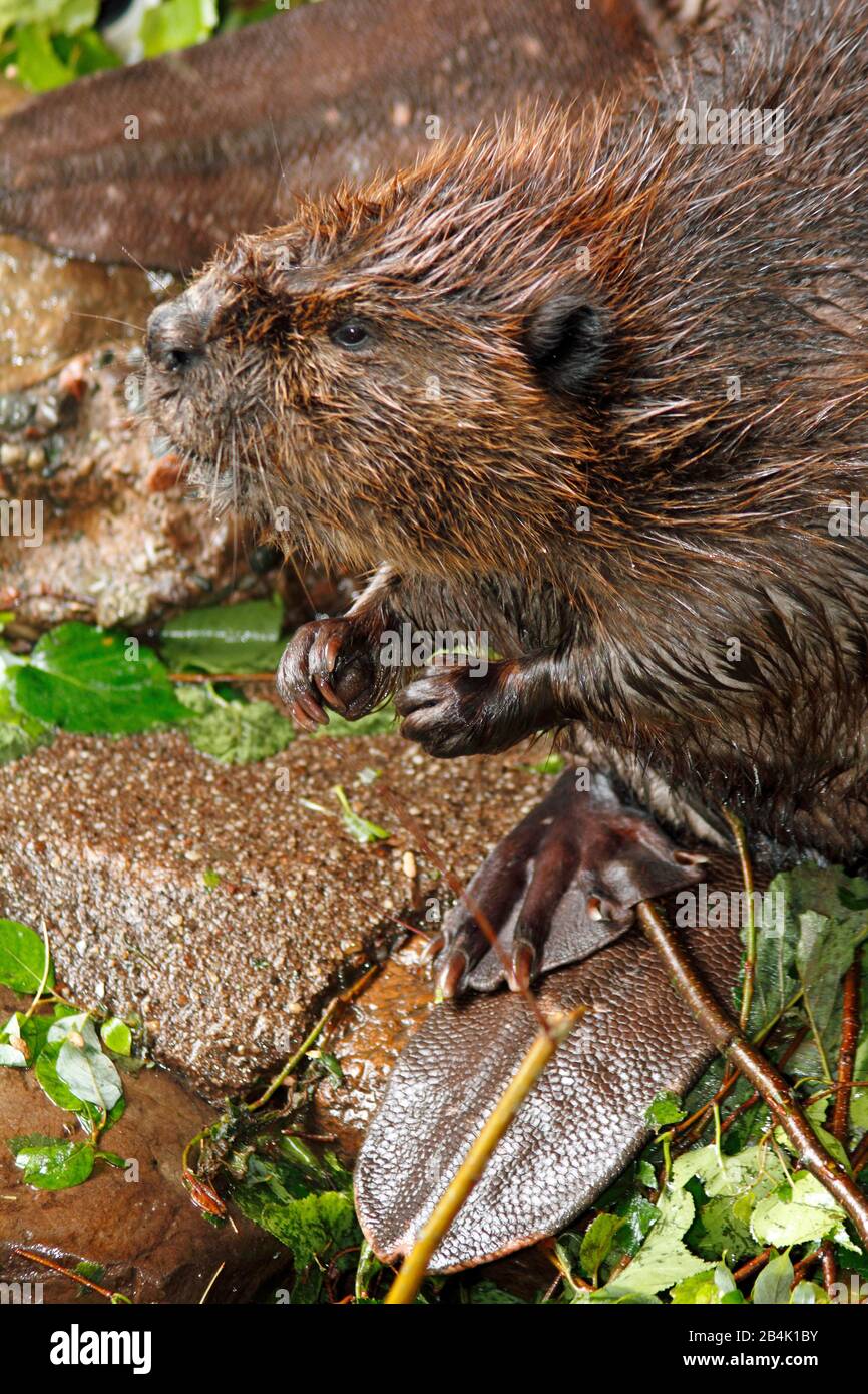 The beaver (genus Castor) is a large, primarily nocturnal, semiaquatic ...
