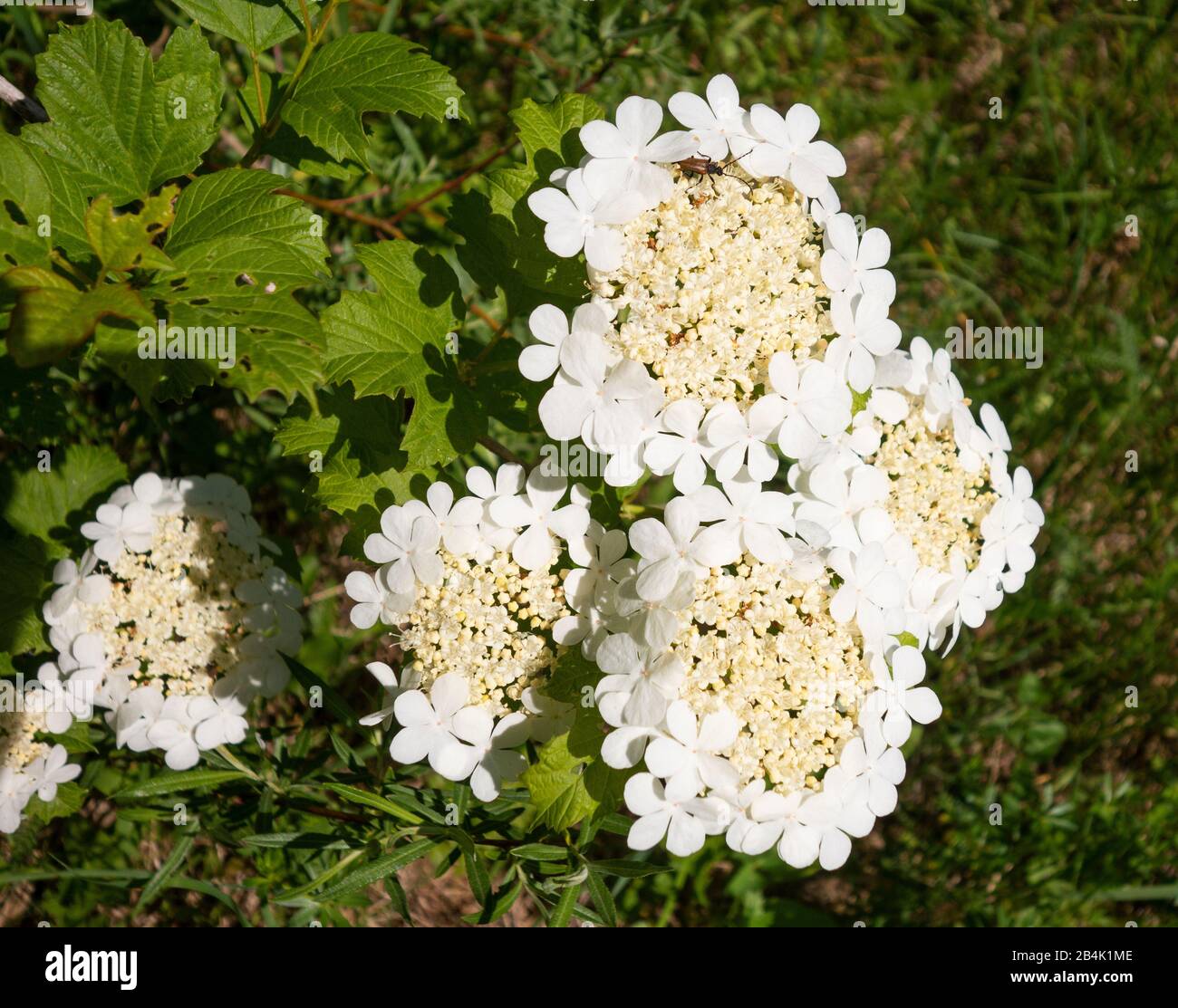 Flowers, Common Snowball (Viburnum opulus), Bavaria, Germany Stock ...