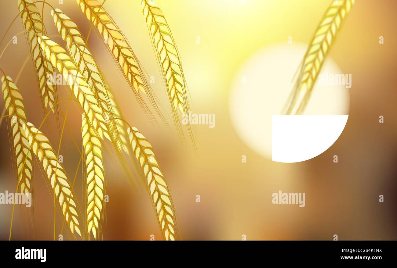 Golden field ripe barley Stock Vector Images - Alamy
