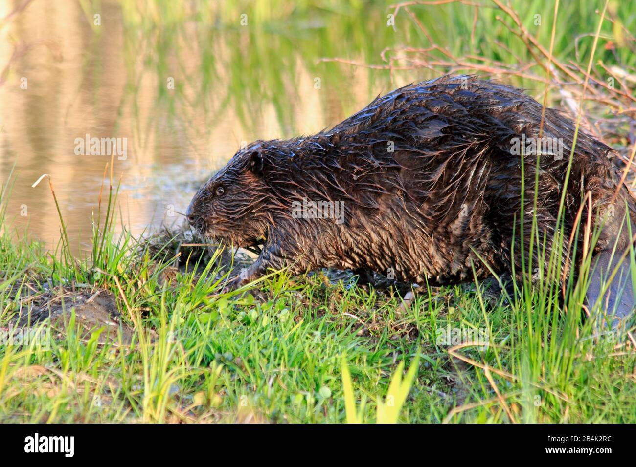 Two extant beaver species hi-res stock photography and images - Alamy