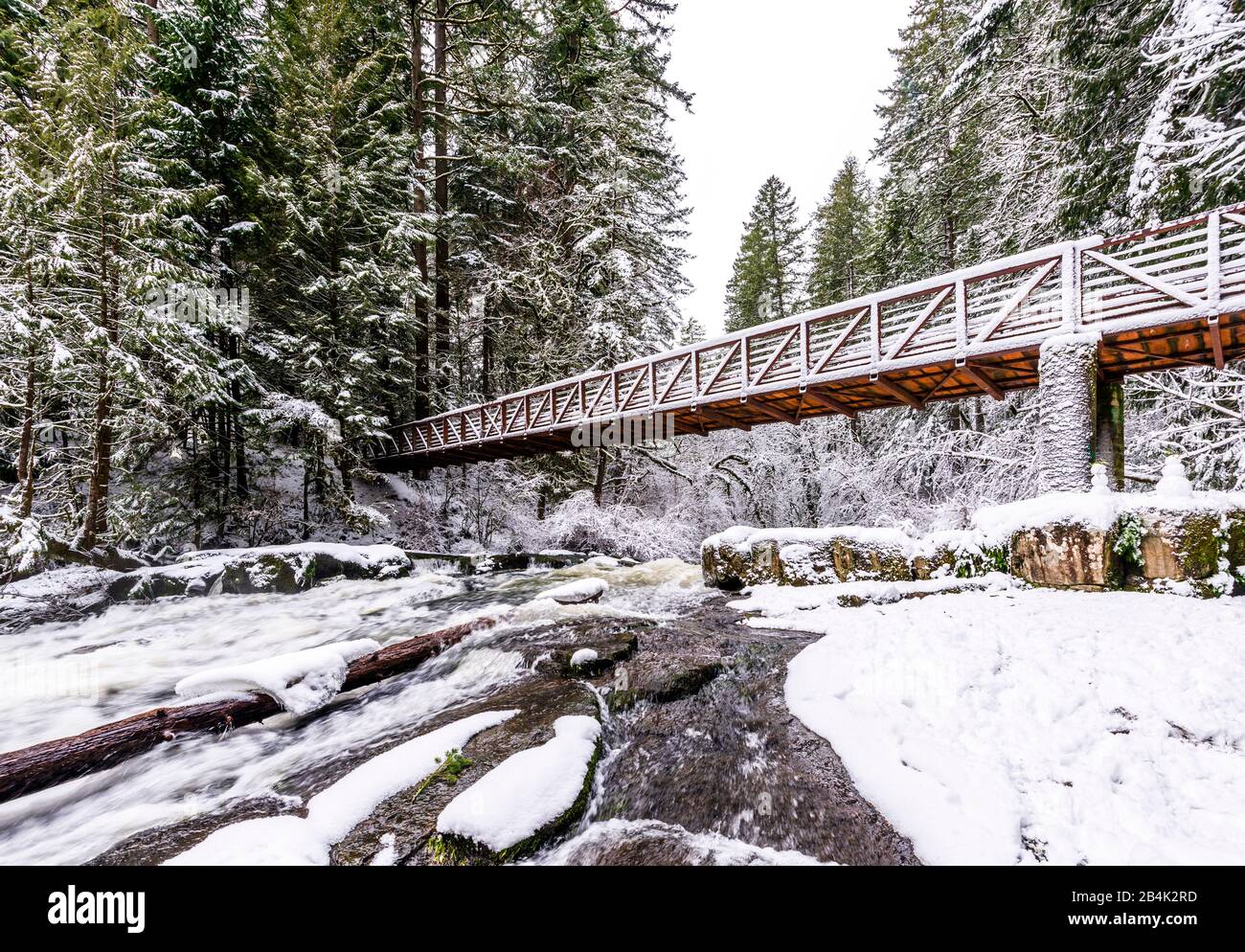 Walking through forest snow leaves hi-res stock photography and images ...