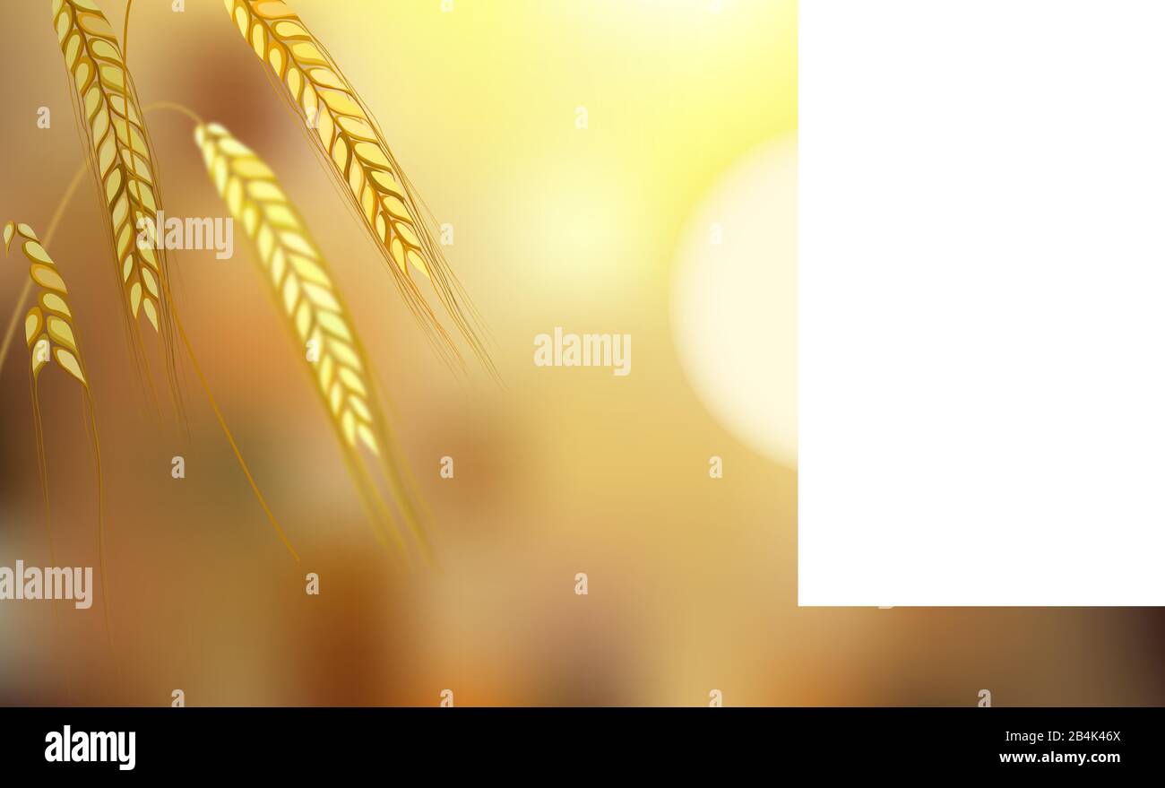 Harvest field straw grain Stock Vector Images - Alamy
