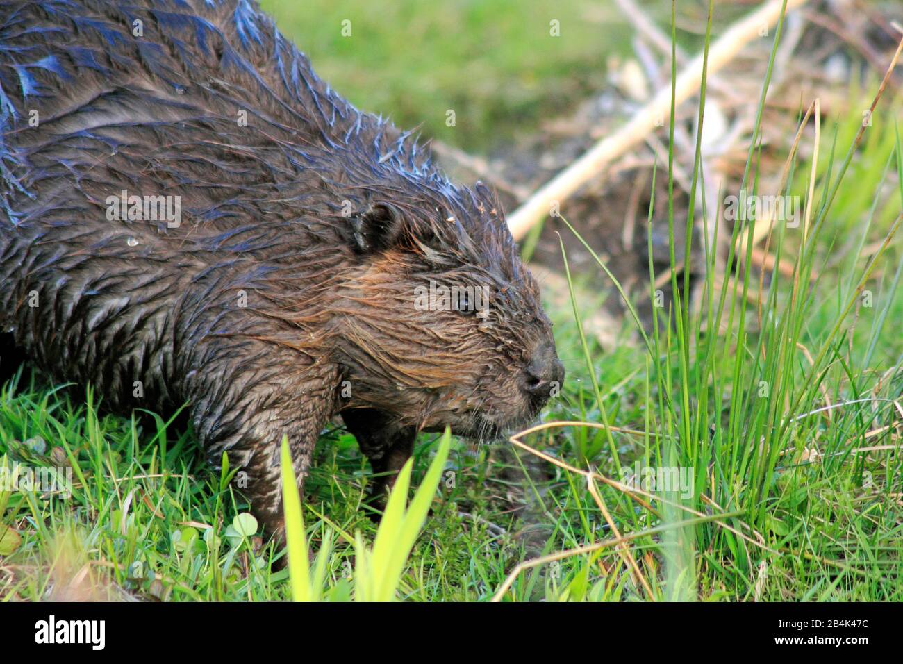 Two extant beaver species hi-res stock photography and images - Alamy
