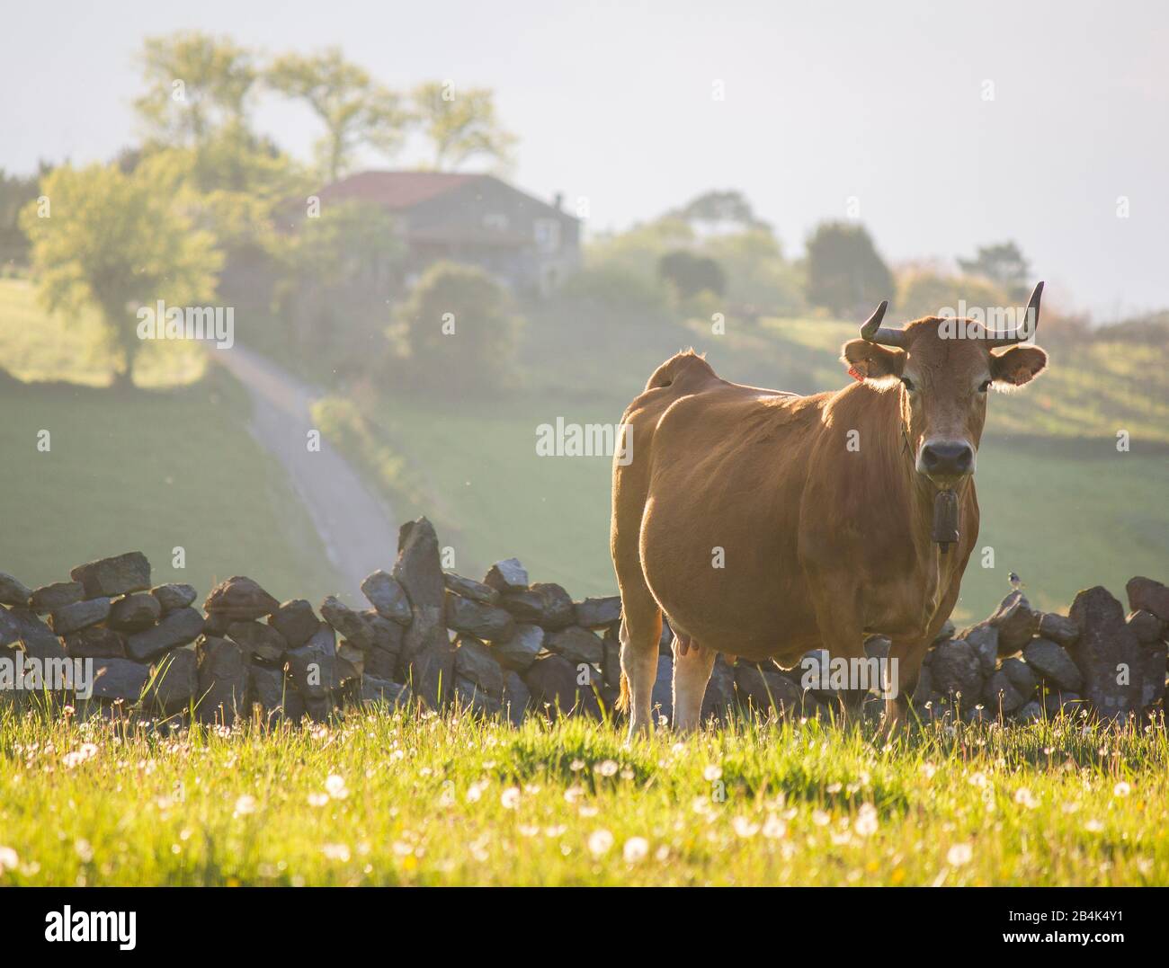 cow in the distance watching on camera on a spring afternoon Stock ...